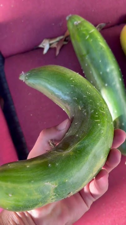 OVERRIPE Cucumbers?-NOT a PROBLEM 🥒 #shorts #plants #garden #cucumber # ...