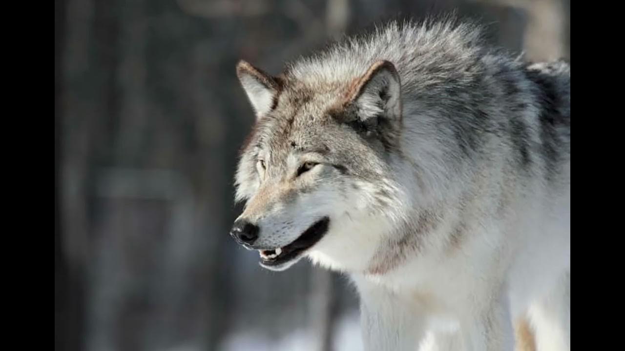 The Tale Of An Arctic Wolf Youtube