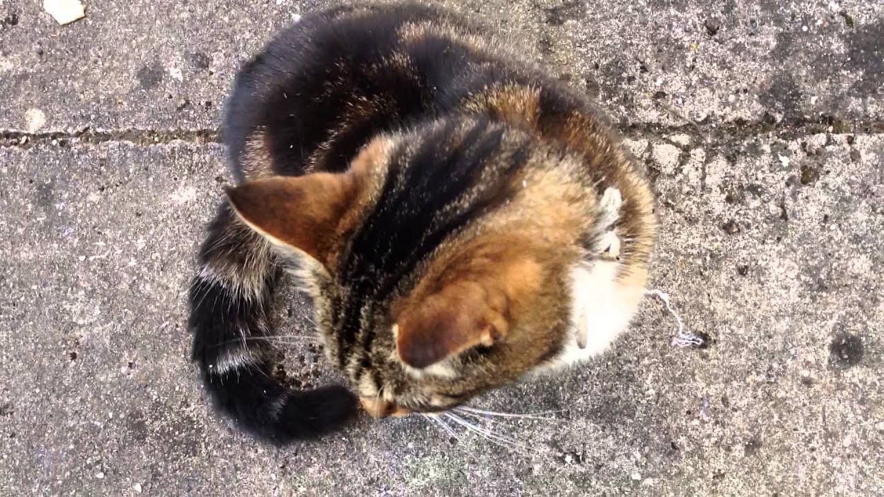 Pepper the cat ©2014 - YouTube