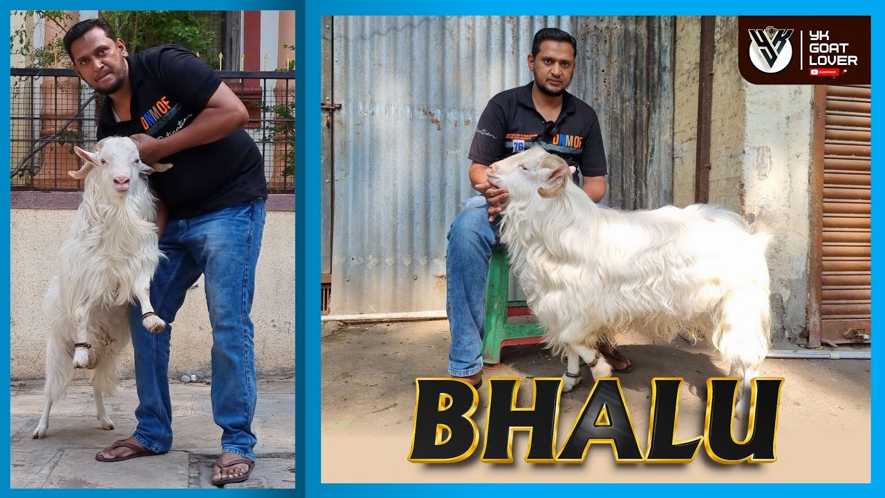 Heavyweight Goat Bantam Cross Zing Bhalu at Al Huda Goat Farm I YK Goat ...