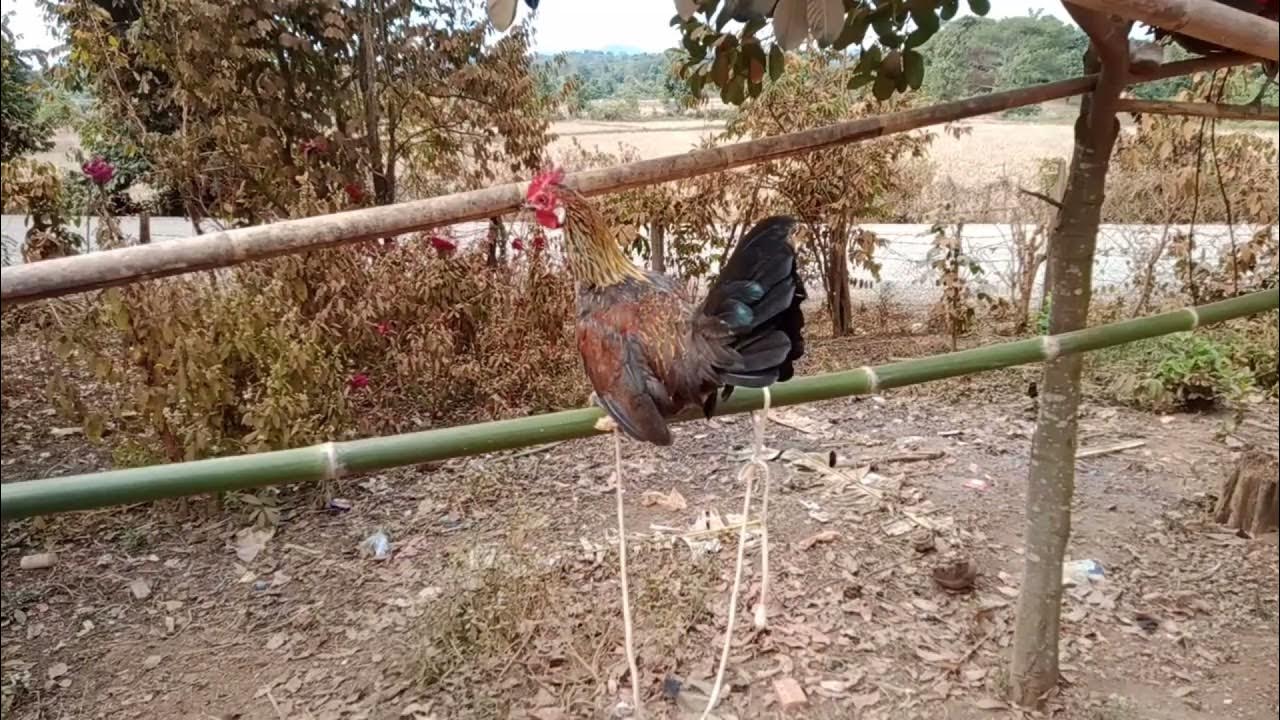 saib poj qaib nteg qe. thiab qaib dib poj zoo nkauj - YouTube