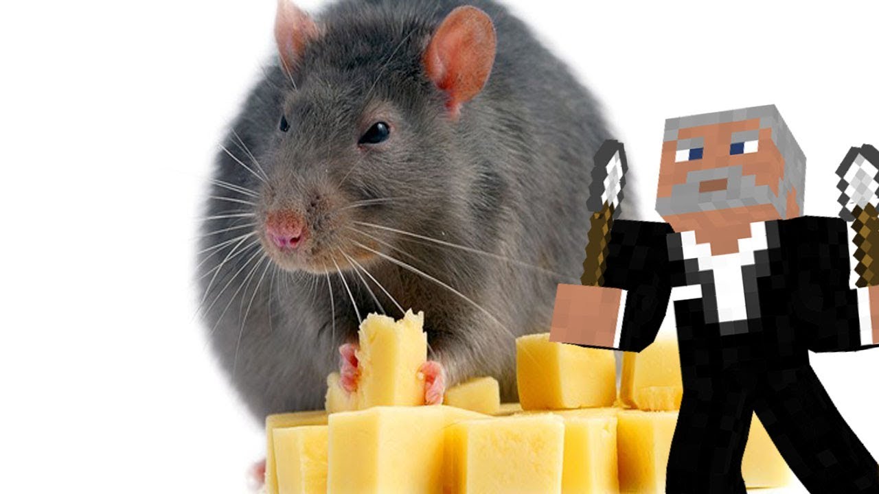 QUESO PARA LAS RATAS | MINECRAFT - YouTube