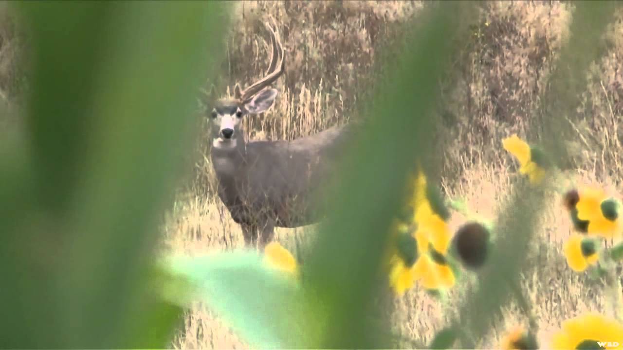 Excaliburs Huntin the Backwoods - Mill Iron Mulies - YouTube