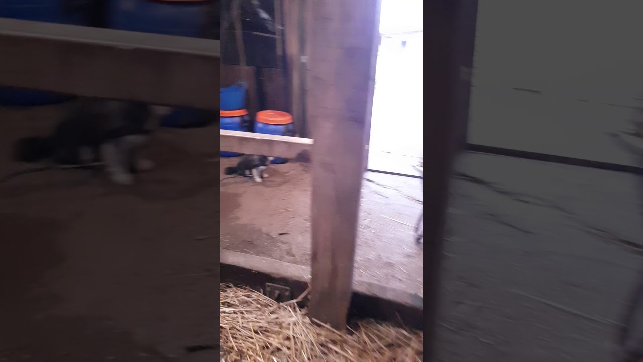 Max likes his stable dirty - YouTube