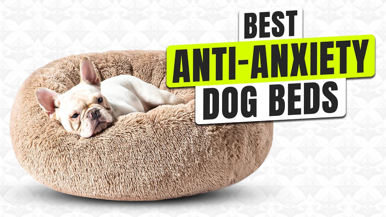 3 BEST Anti-Anxiety Dog Beds - Don’t Let Stress Steal Their Sleep ...