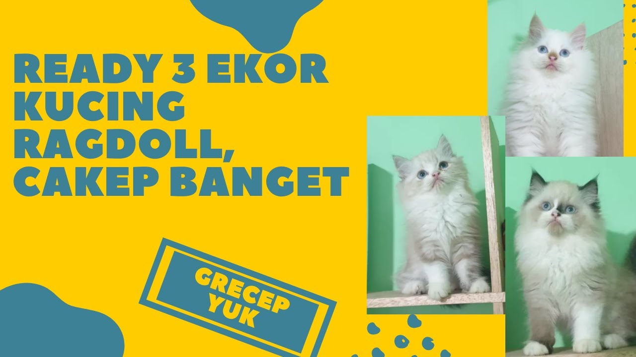 🐱 Ready Adopt 3 Kucing Ragdoll Kitten, Cakep banget.. - YouTube