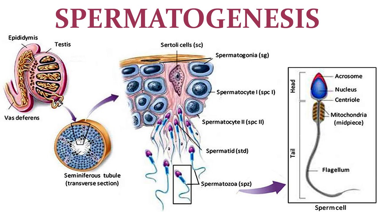Lecture 33 Biology Class 12th Spermatogenesis Male Reproductive