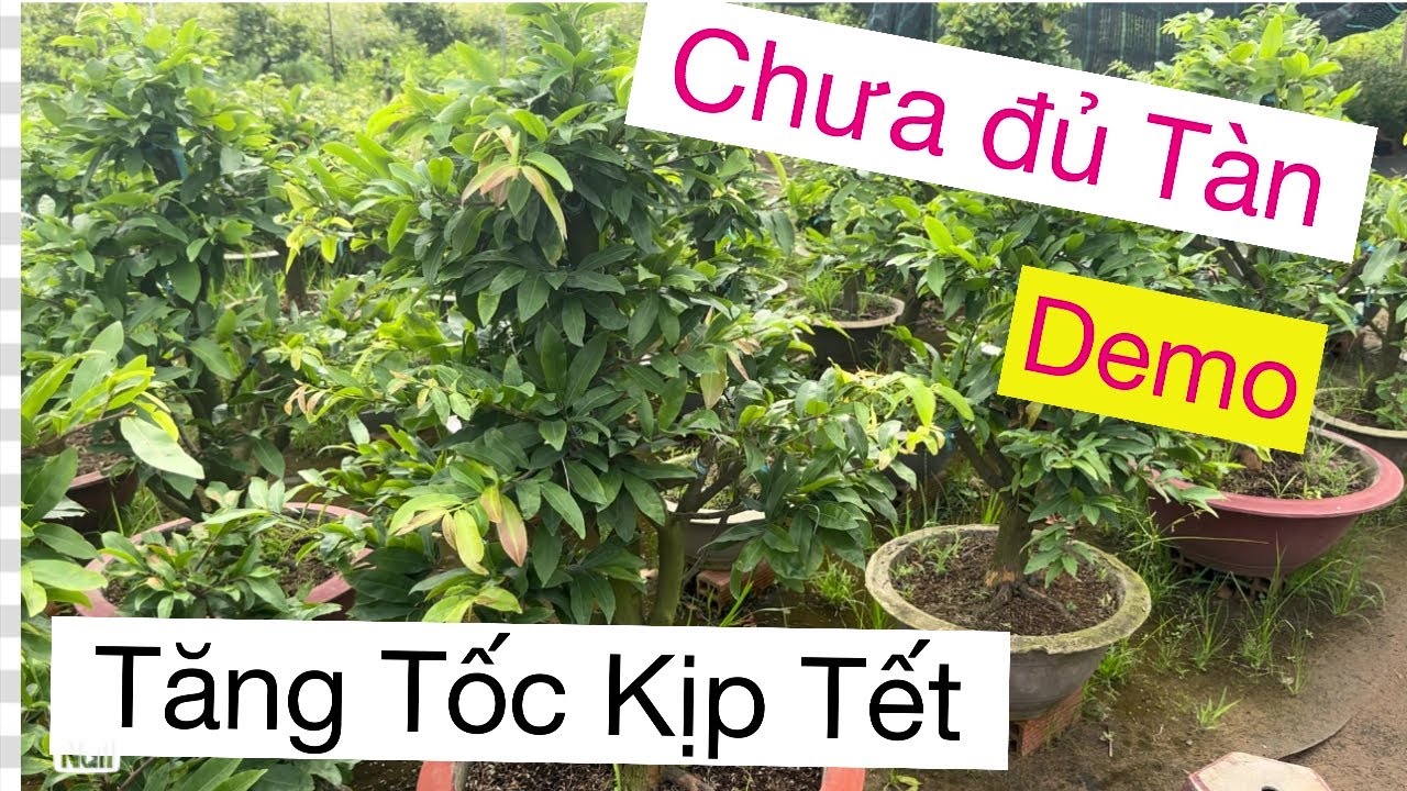 Xử lý mai chưa đủ tàn kịp chơi Tết,kèm demo,xử lý mai nụ to - YouTube