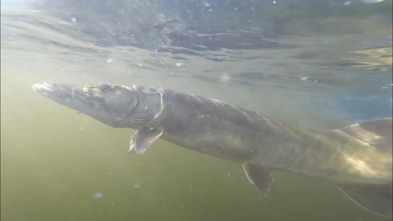 little 35 inch musky nice sunny underwater release #fishing #musky # ...