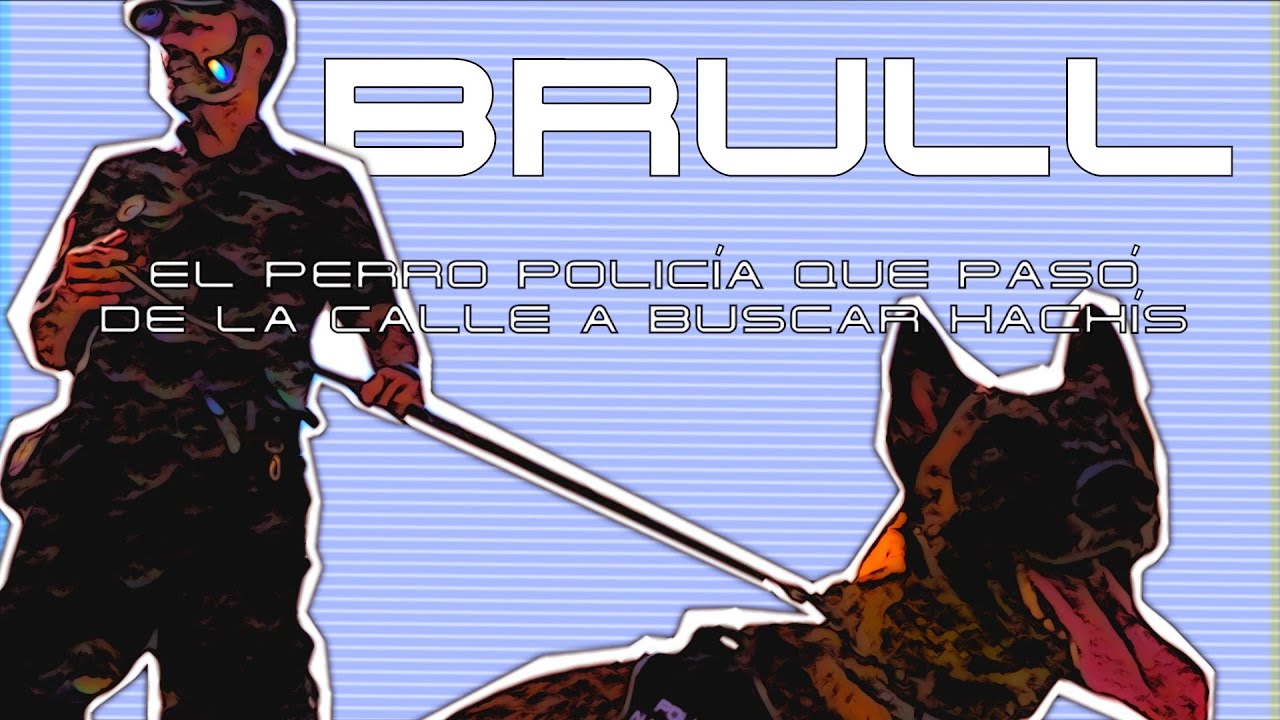 Brull, el perro policía que pasó de la calle a buscar hachís - YouTube