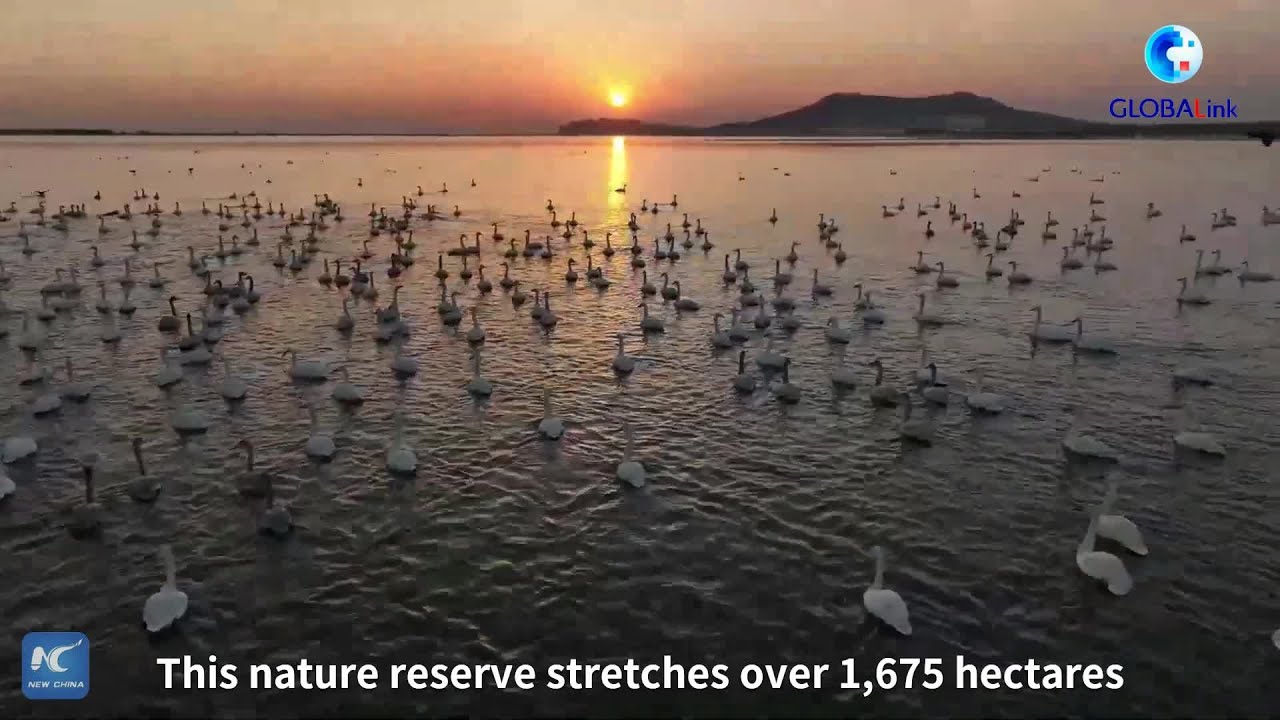 GLOBALink | Retired couple guard swans in east China's wintering ...
