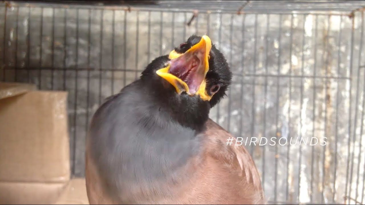 The Female common myna Bird Song, sound, Call, Chirp, Vocalization ...