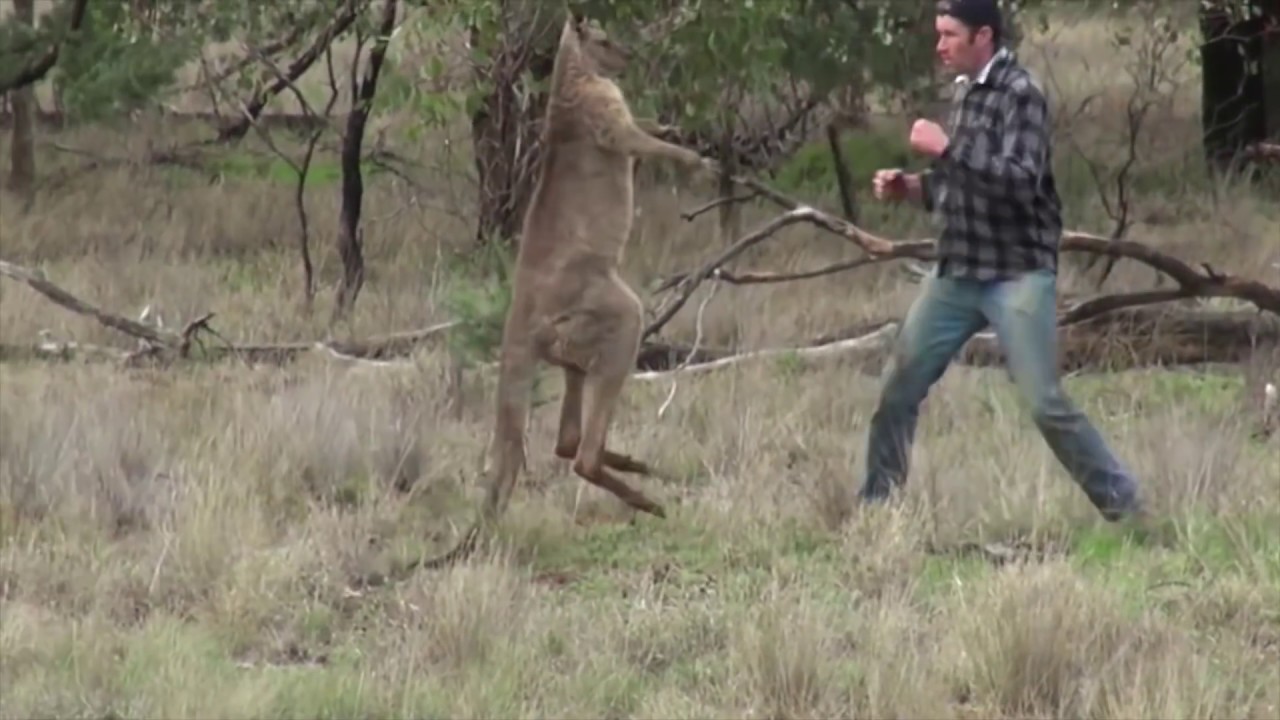Kangaroo boom - YouTube