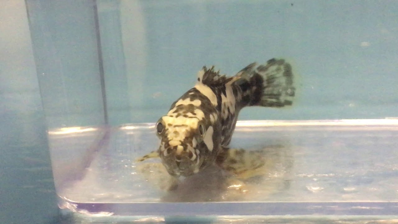 Bumblebee Grouper - YouTube