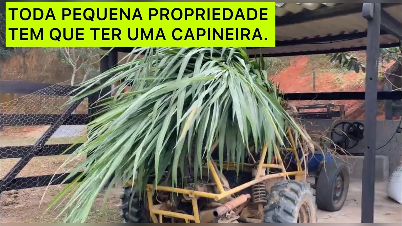TODA PEQUENA PROPRIEDADE TEM QUE TER UMA CAPINEIRA. BRS CAPIAÇU, A ...