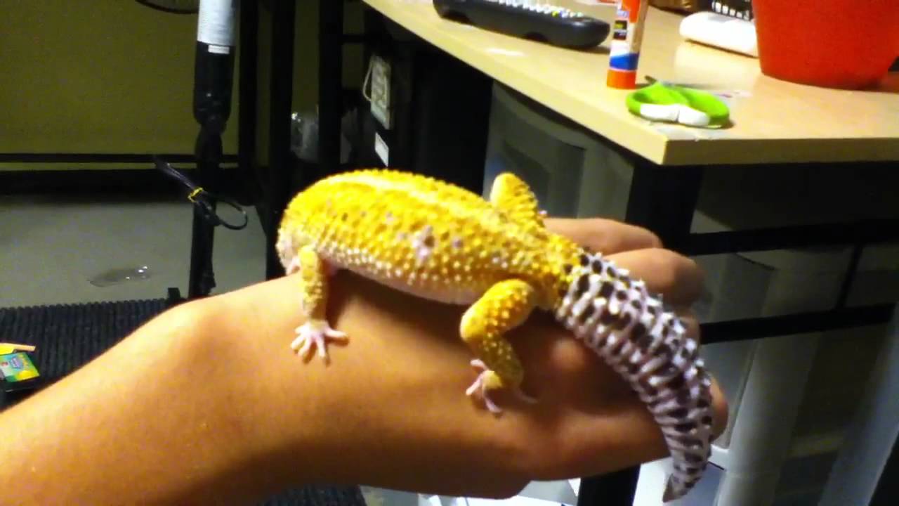Yoshi My Leopard Gecko - YouTube