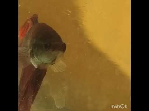Ahir betta_Fighting_fish - YouTube