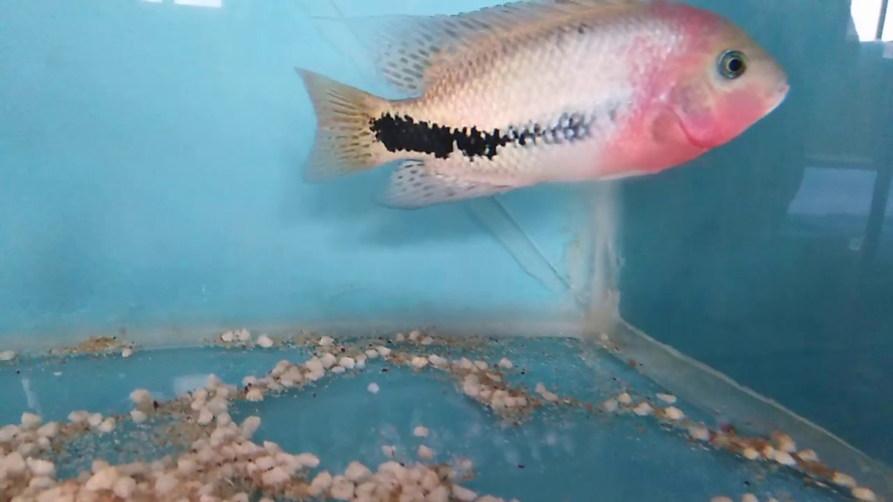 Vieja Synspilum Cichlid @ Cichlid Park - Sri Lanka - YouTube