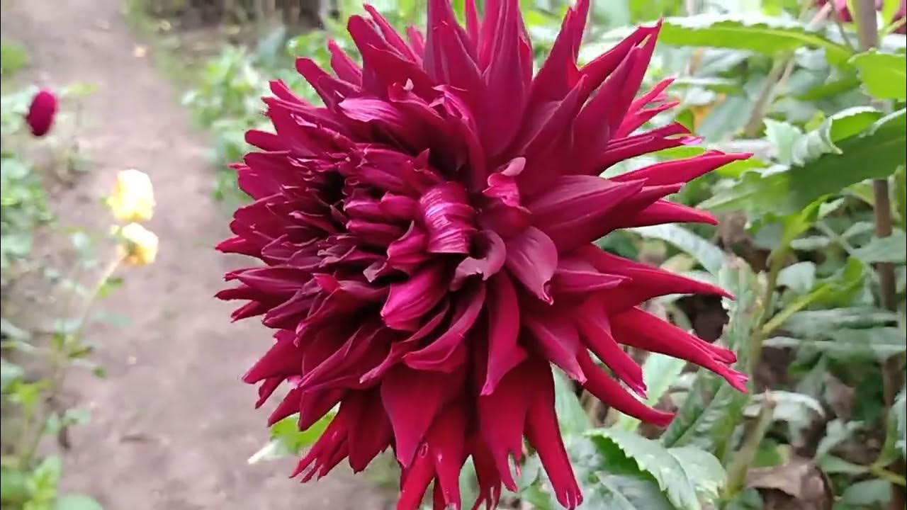 dahlia tuin amersfoort - YouTube