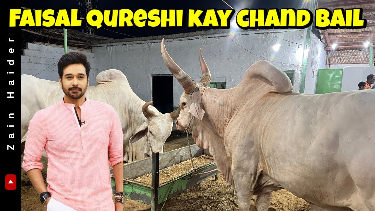 Faisal Qureshi Kay Chand Bail | Pakistan K Sabse Haseen Aur Baray Chand ...