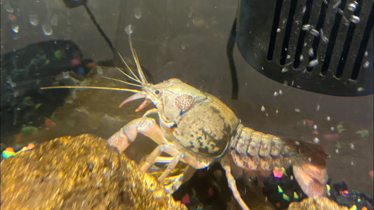 Catching crawfish in road side ditch part 2 - YouTube