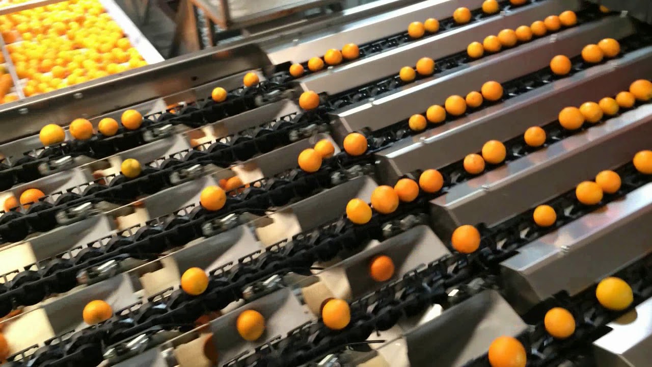 AVHS Citrus Grading - YouTube