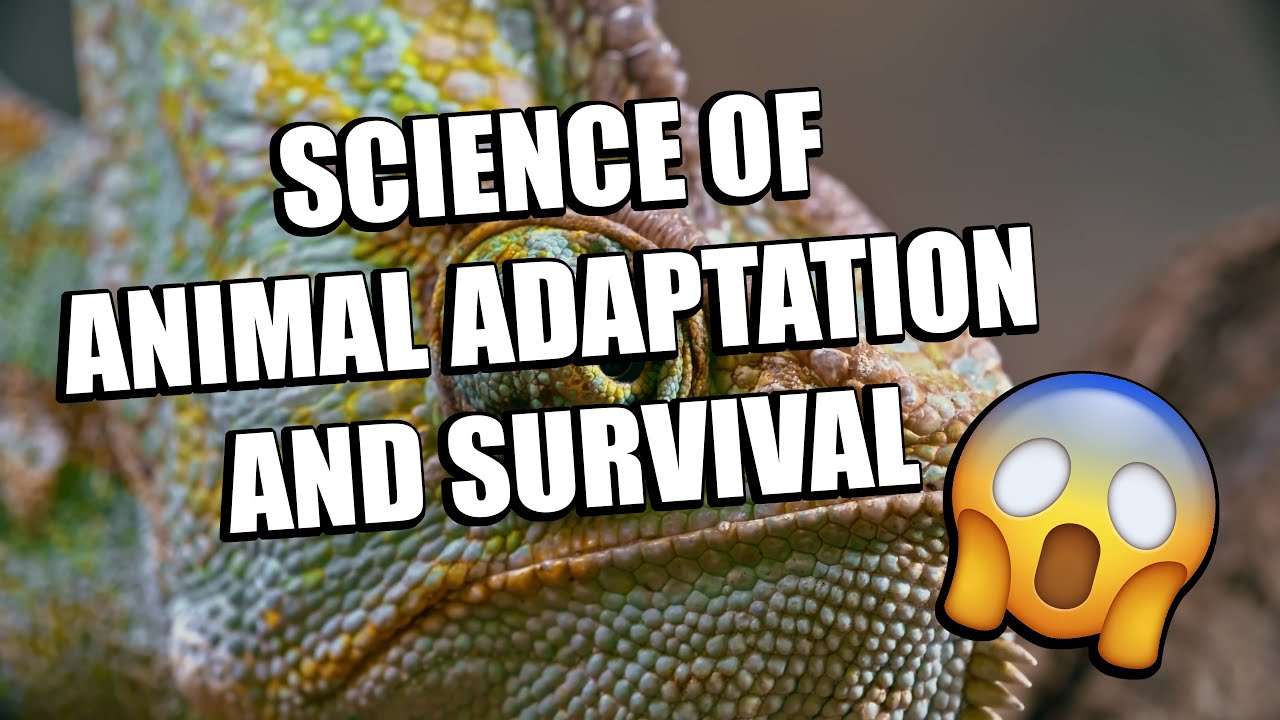 Amazing Animals: The Science of How They Adapt and Survive - YouTube