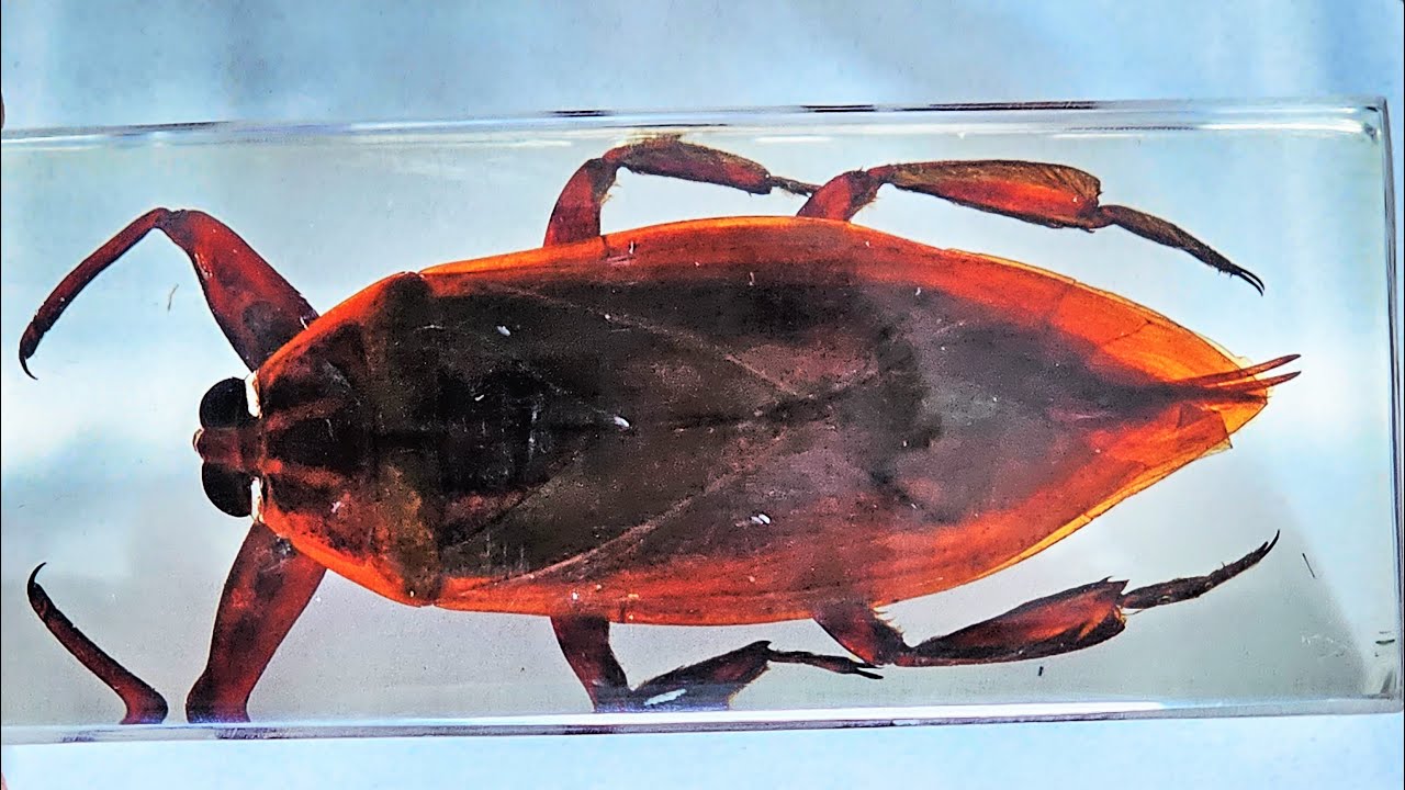 72. PRAWDZIWE OWADY pajęczaki i inne robaki - TOM 72 - OLBRZYMI ...