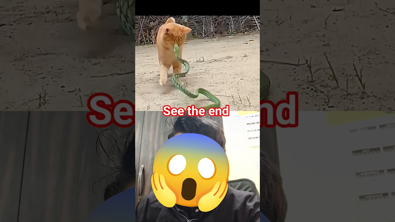 Eagle’s Lightning Reflexes 🦅⚡ Watch Till the End! - YouTube