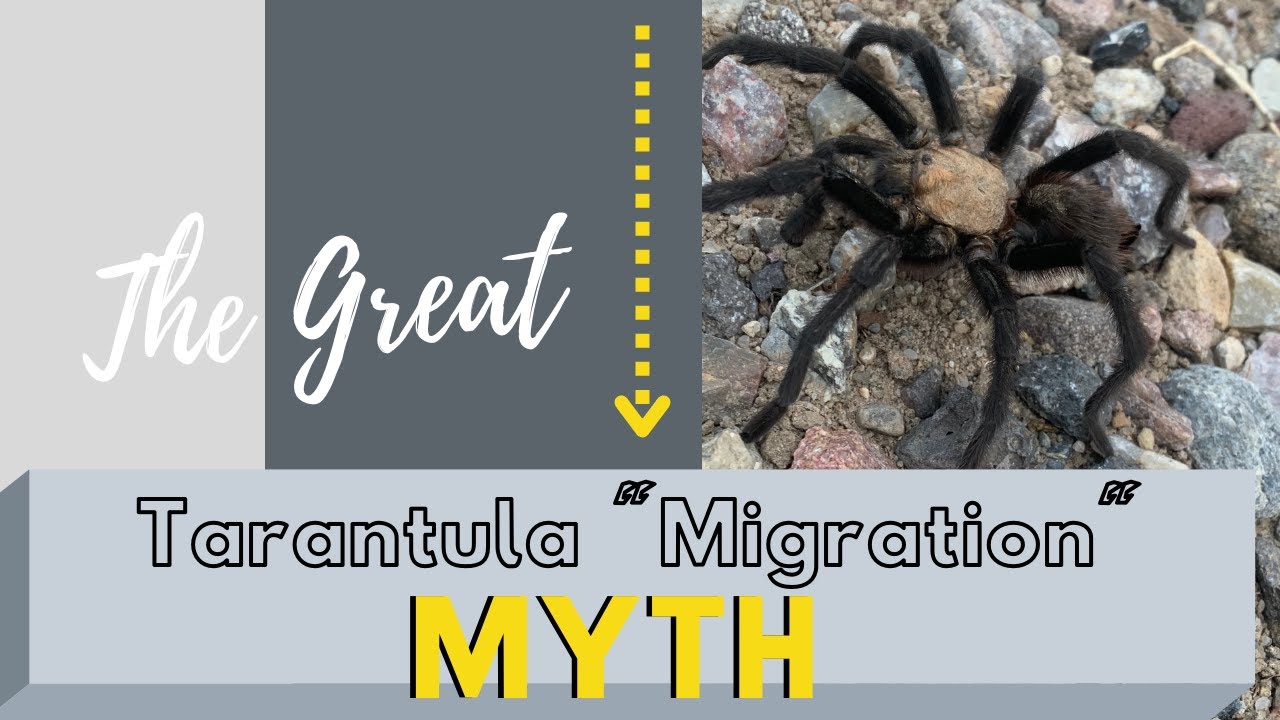 The Great Tarantula "Migration" MYTH - YouTube