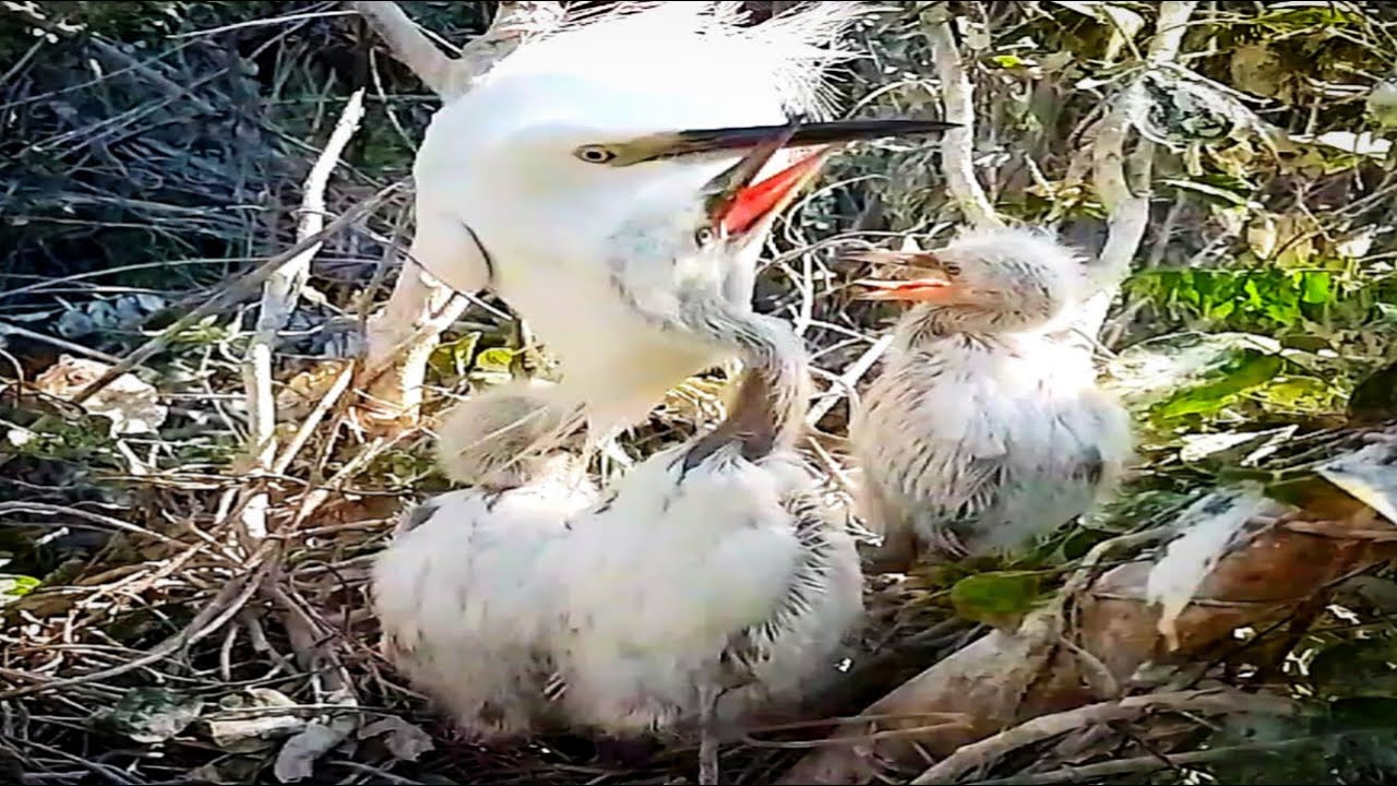 little egr bird baby bites mother to feed#birds - YouTube