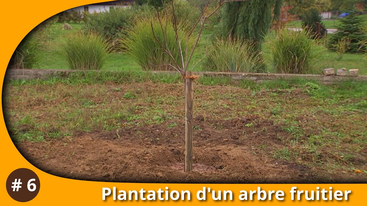 L'atelier du Jardin : Plantation d'un arbre fruitier - YouTube