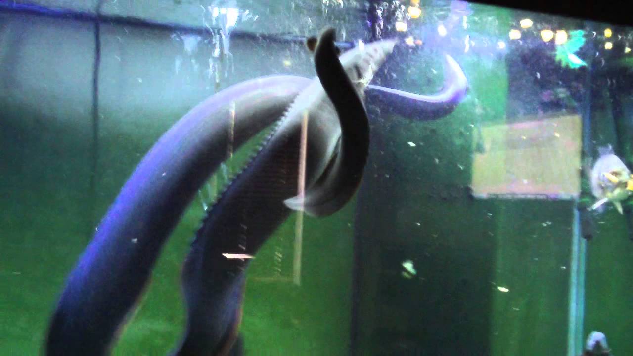 Fire Eels eating freeze dried krill - YouTube