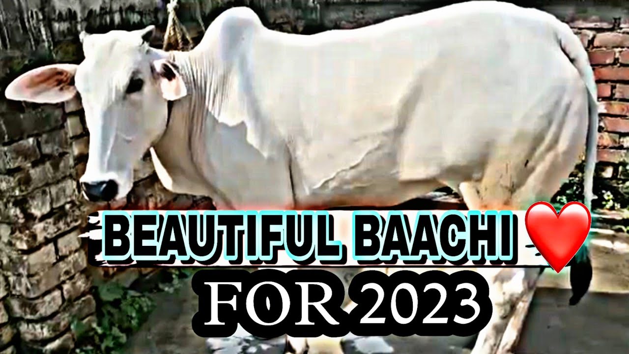 BEAUTIFUL BAACHI FOR "2023" FOR SALE IN KOLKATA🔥#trending #viral # ...