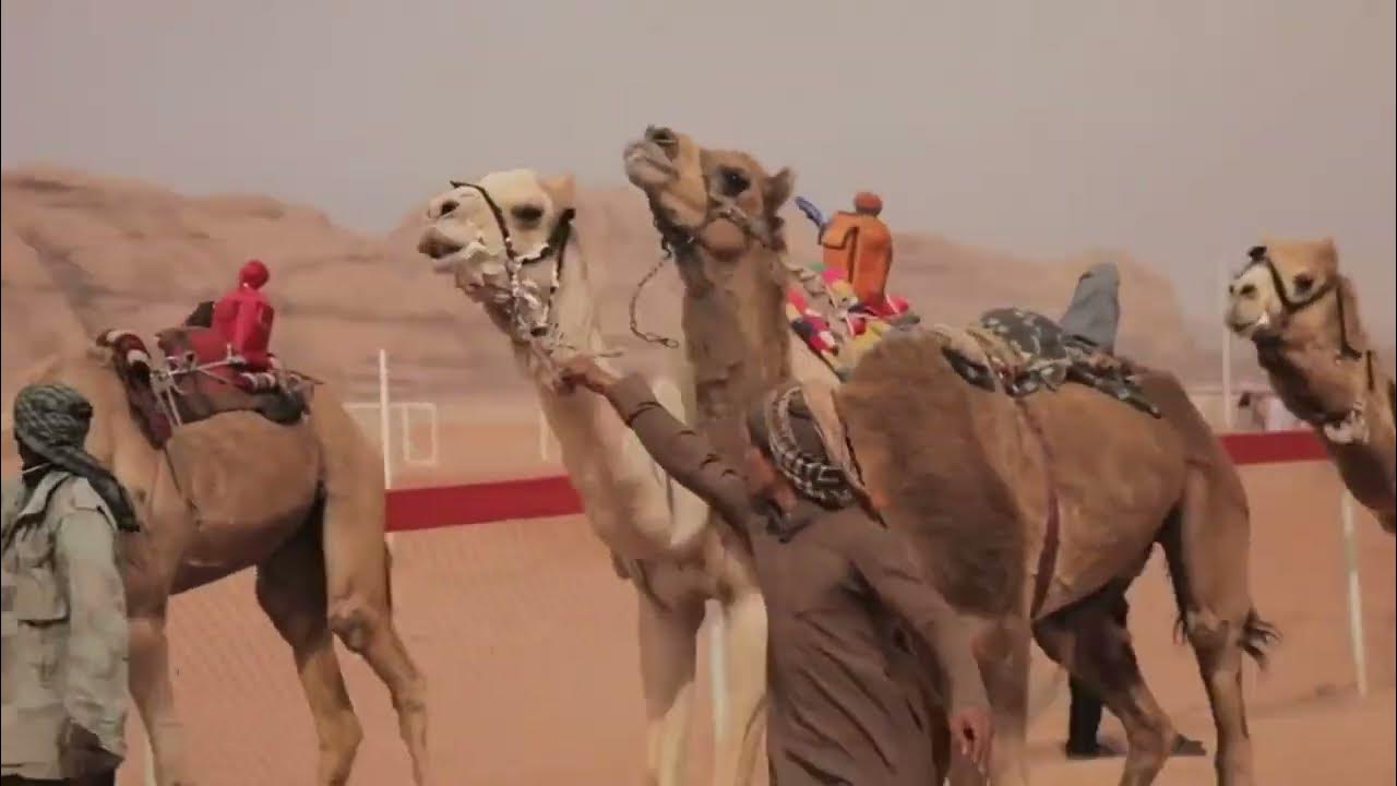 The One MILLION😯😯 Dollar Camel Race! | Dangerous Animals #Camel - YouTube