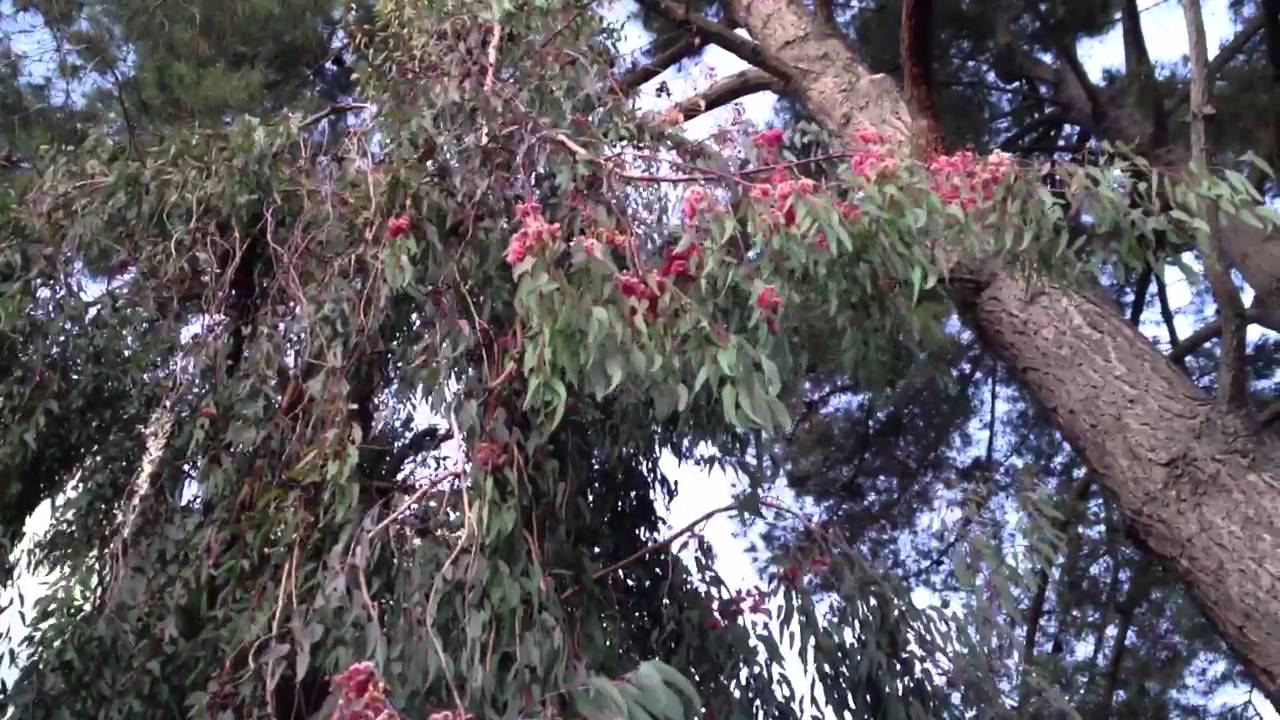 Hummingbird Tree - YouTube