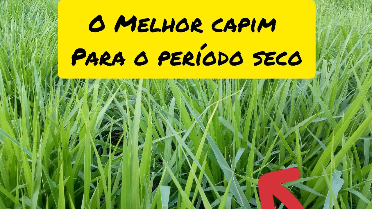 Qual melhor capim para o período seco?? (para min esse e o melhor ...