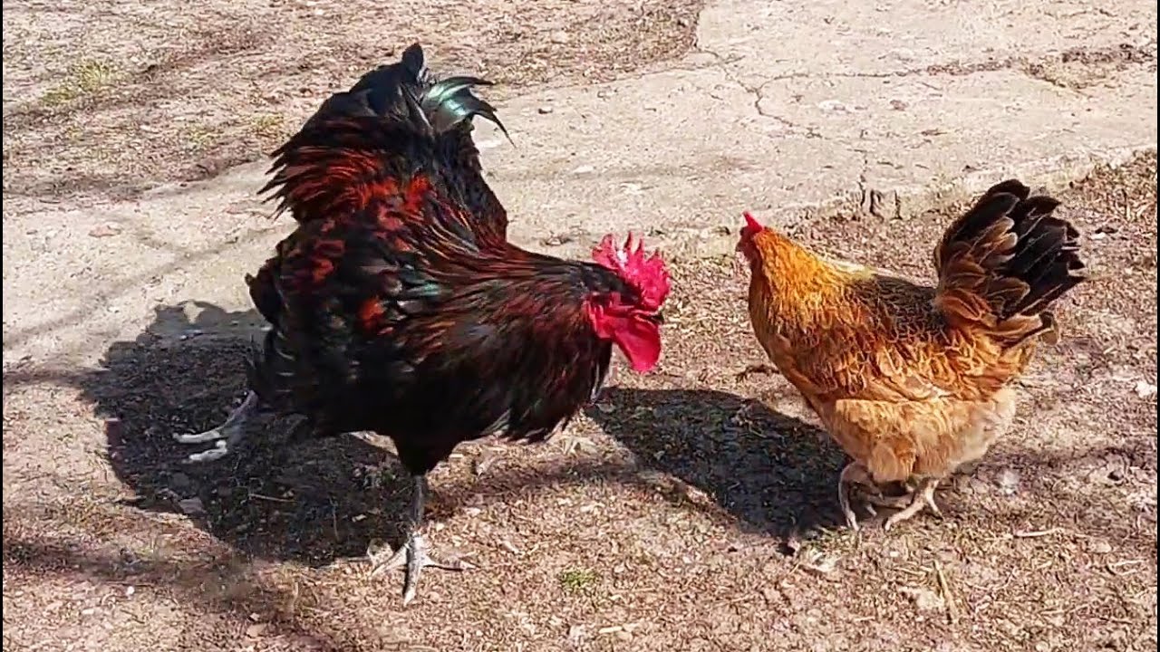 The most persistent rooster. Hen shocked! - YouTube
