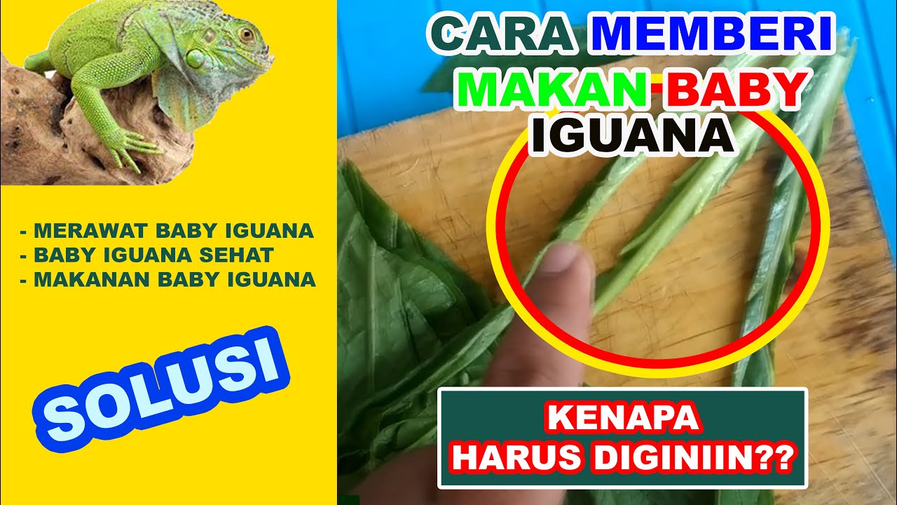 MEMBERI MAKAN PADA BABY ANAKAN IGUANA AGAR IGUANA SEHAT - MERAWAT BABY ...