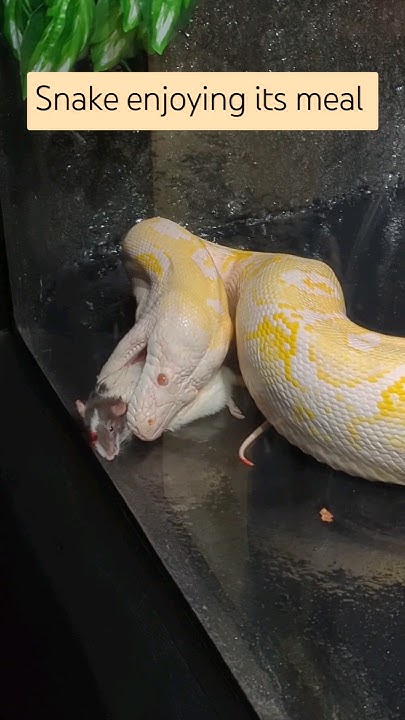 gigantic snake enjoying its meal 🐁🐀🐀 #python #anaconda #wildlife - YouTube