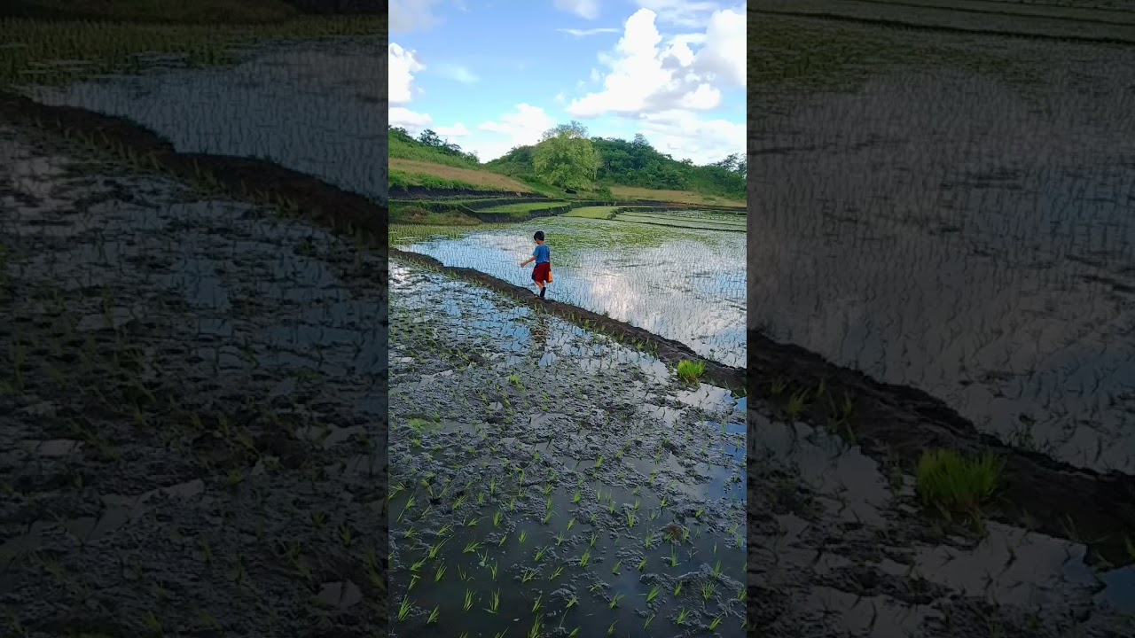 sa pilapil Ng palayan😜 - YouTube