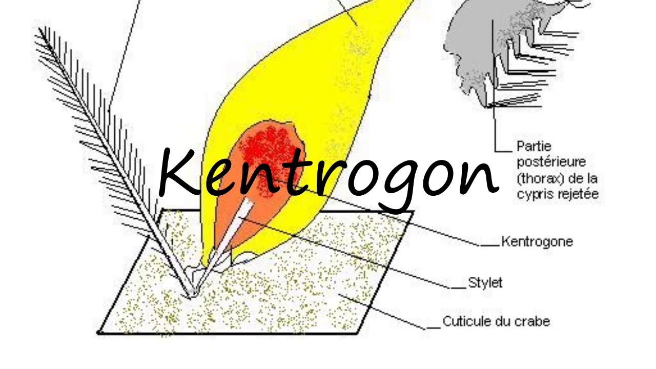 How to Pronounce Kentrogon? - YouTube