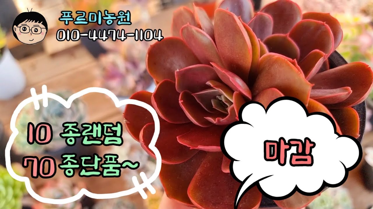 ️오늘은랜덤10종~단품70종입니다~ 다육판매다육식물반려식물축제비바위솔청주다육충북다육대전다육태풍기온차공기정화식물 천안다육음성다육진천다육전국다육
