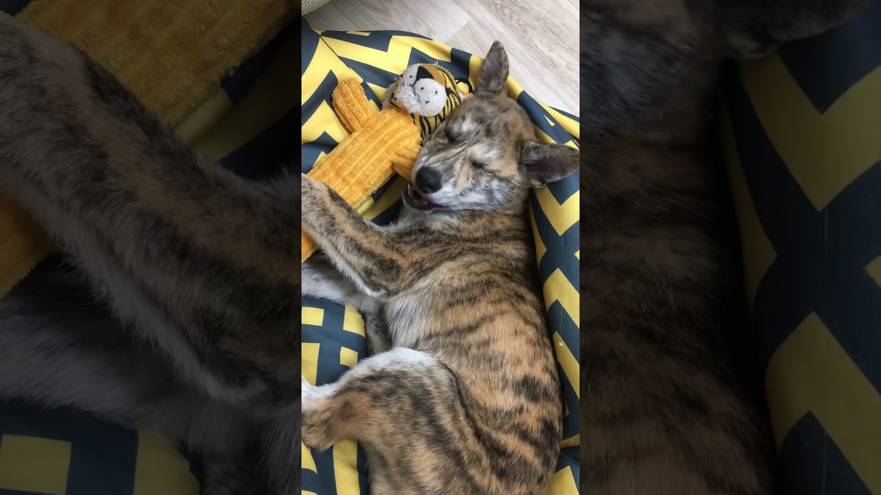 진돗개의 용맹함! 호랑이 잡는 아기 진돗개/ Korean Jindo dog/ A Tiger-catching dog - YouTube