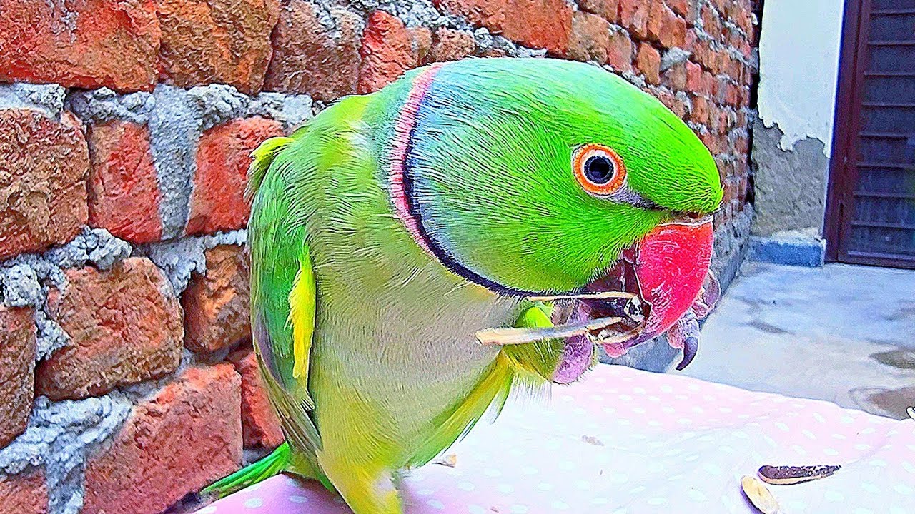 Indian Parrot Kaku🌷Bird Best Food🎊 Sunflower Seeds🍃Asmr Sound💗🥀 - YouTube