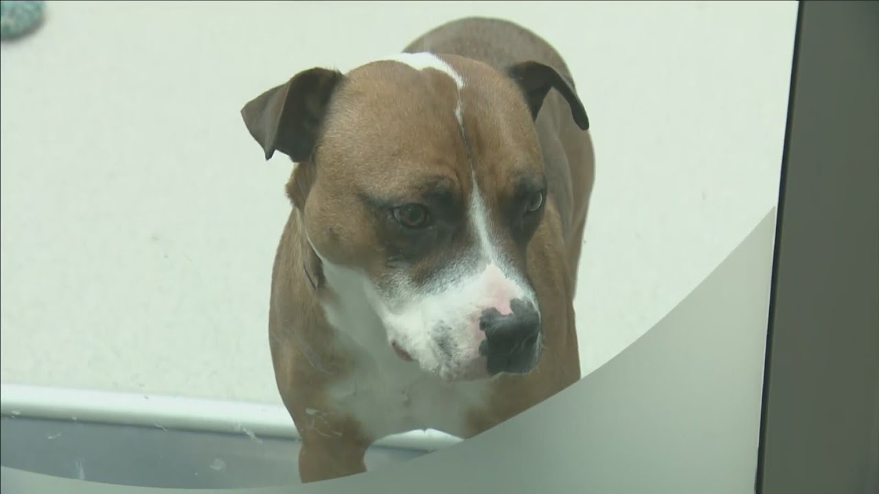Pit bull owners in Aurora left in limbo as the issue is taken to voters ...