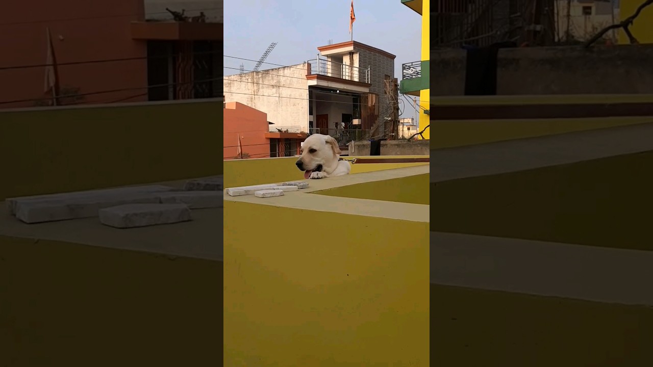 Labrador Retriever - Jimmy chhup gya..😀 - YouTube