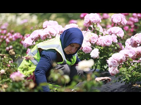 Yalova yerli ve milli gül üretim üssüne dönüştü