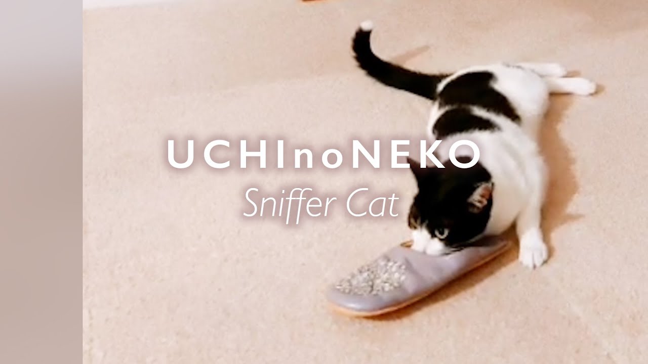 Sniffer Cat｜スリッパをふんふん嗅ぐねこ - YouTube