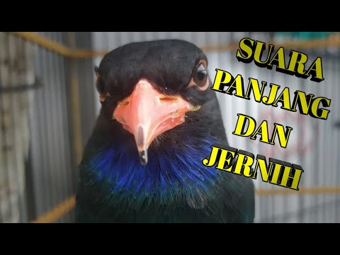 masteran TENGKEK BUTO GACOR suara jernih ngekek panjang full HD